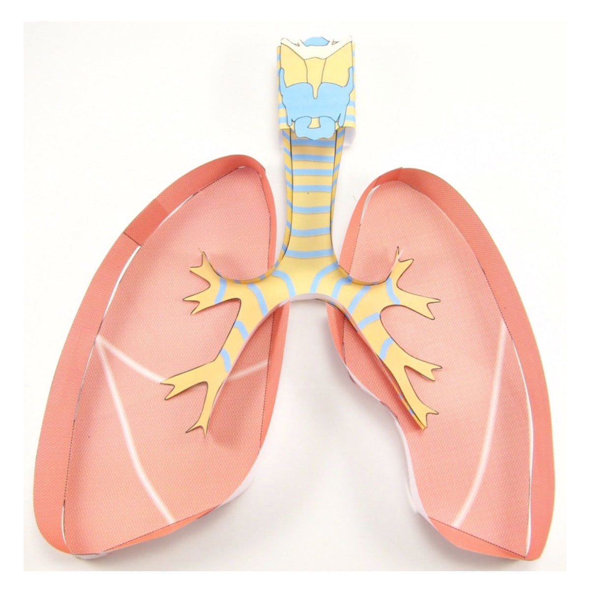 How To Make A Model Of Lungs