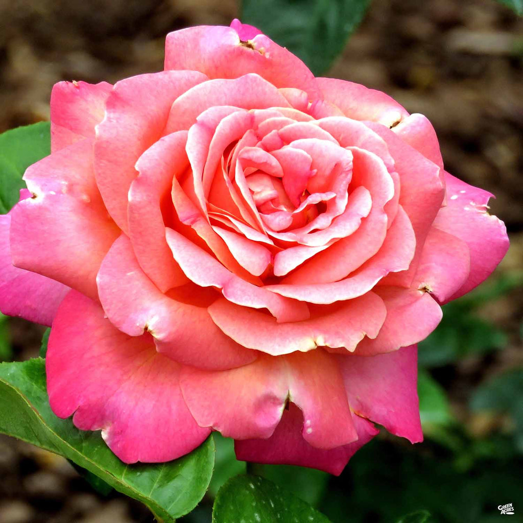 Chicago Peace® Rose — Green Acres Nursery And Supply