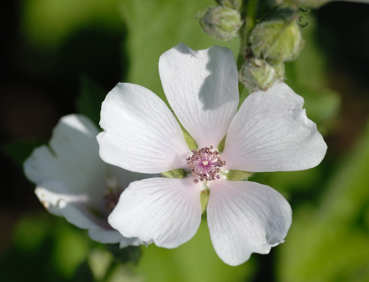 Marshmallow Plant Seeds Althaea Officinalis 10 25 50 Or 100