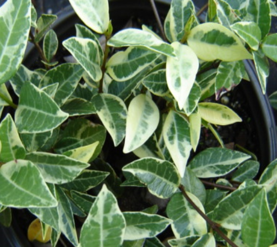 Variegated Asian Jasmine Vine New Life Nursery