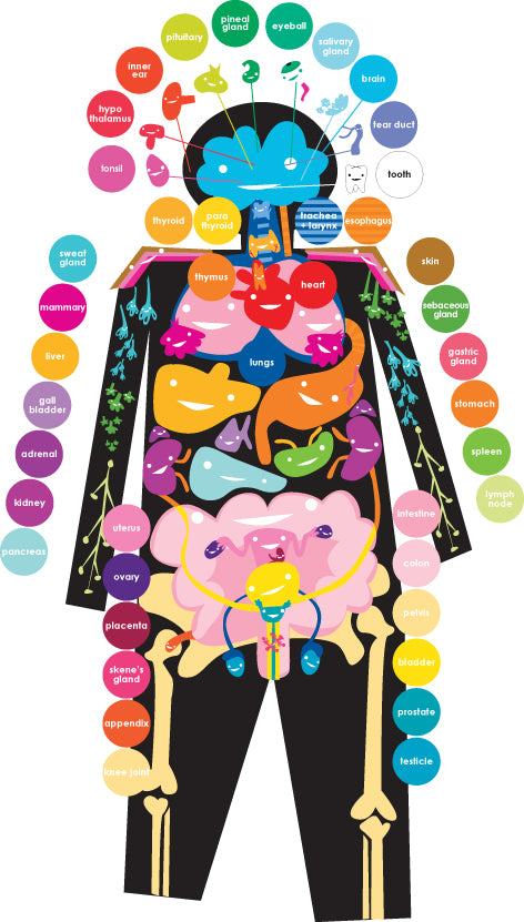 Internal Heart Of Human