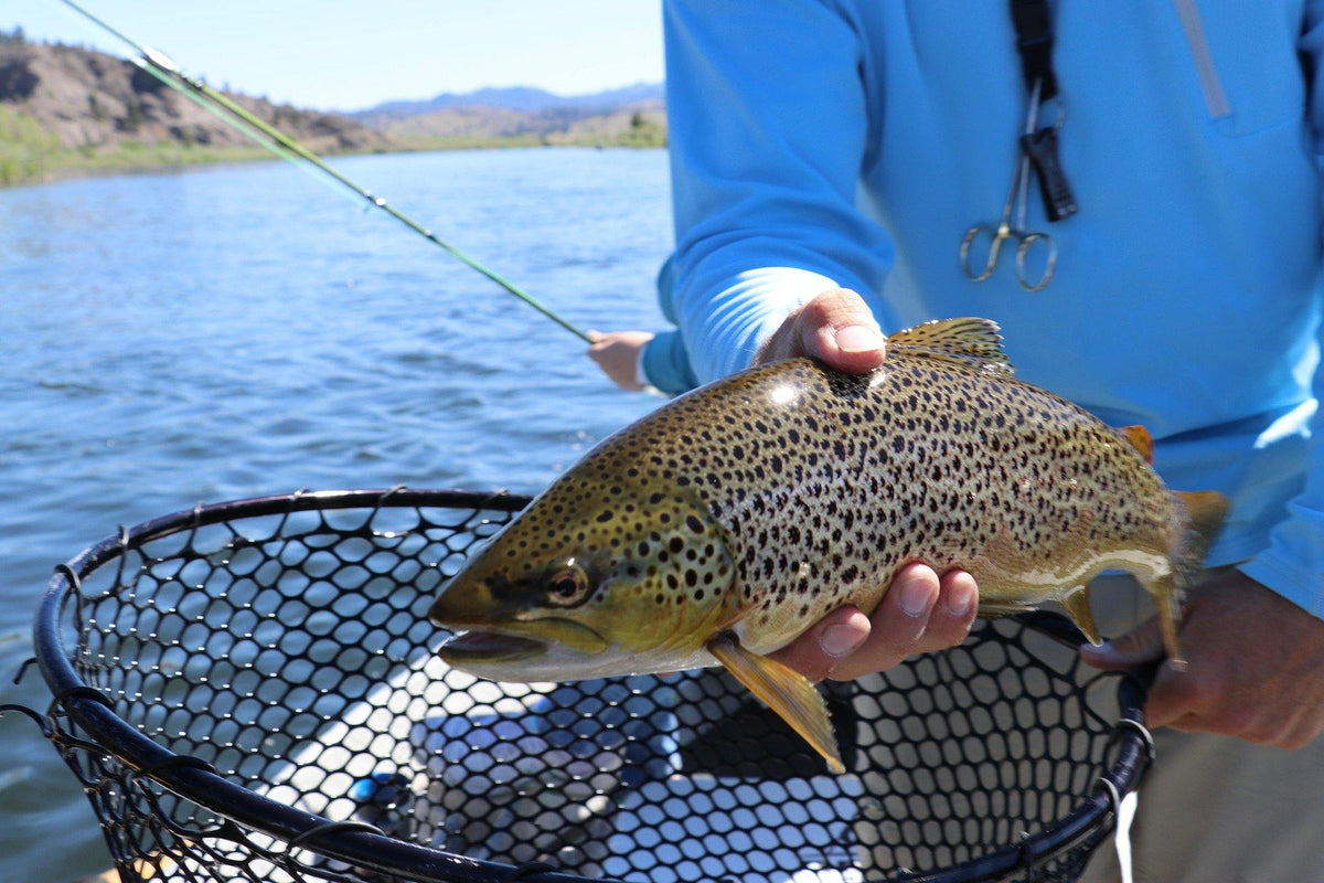 Troy Miller Freshwater Trout A Breakdown Of The Species 2021 People