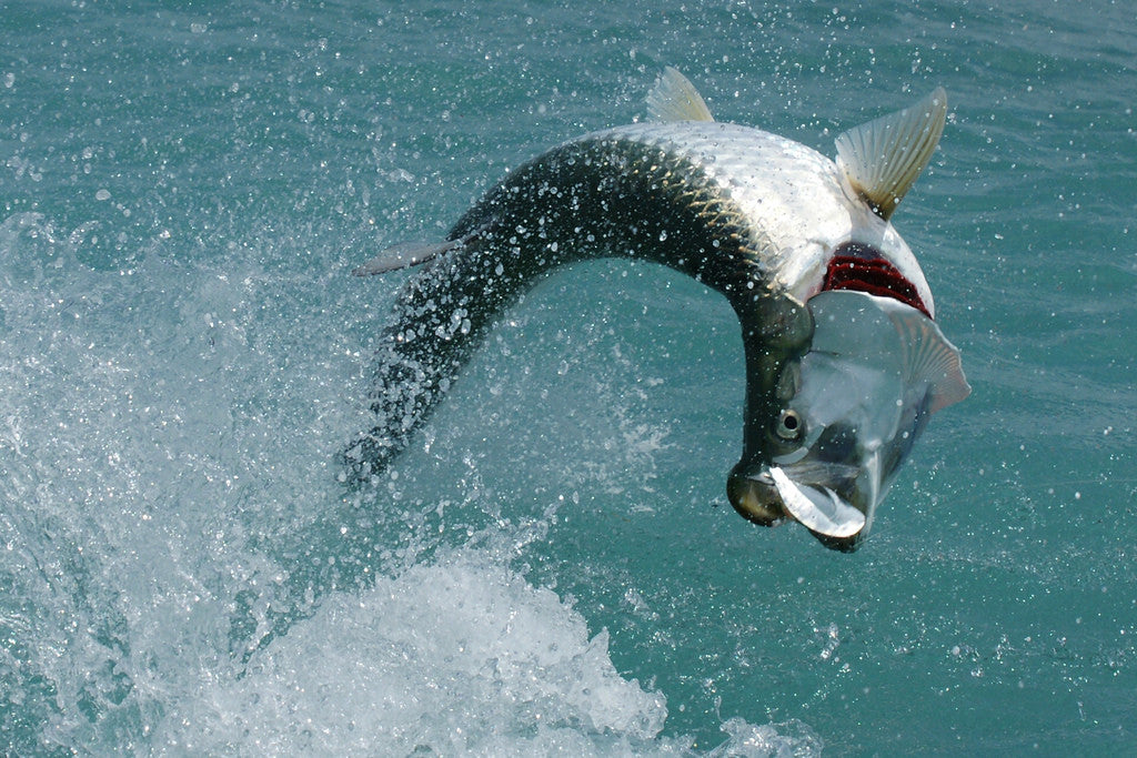 100 Lb Tarpon Reeled In On Folly Beach South Carolina Palmetto Blended