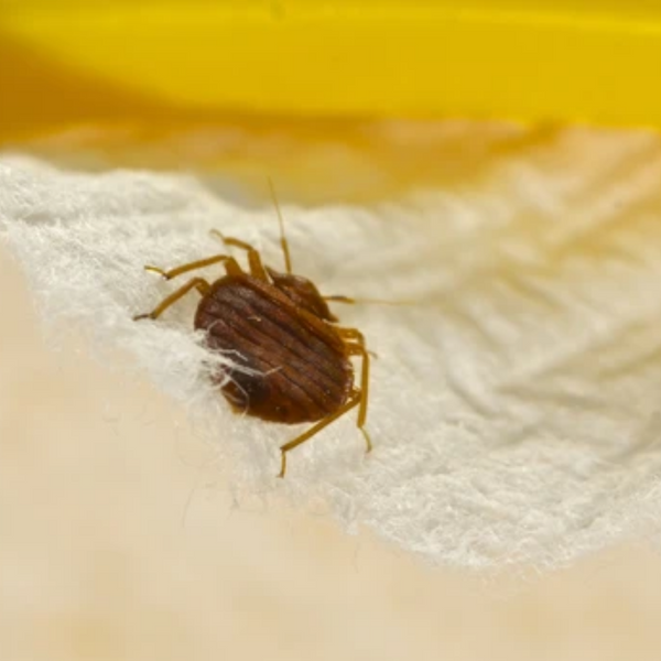 How To Use Harris Bed Bug Killer Pf Harris