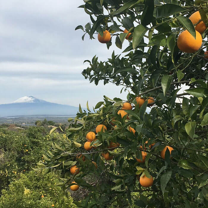 Tarocco Orange Asal Orangen