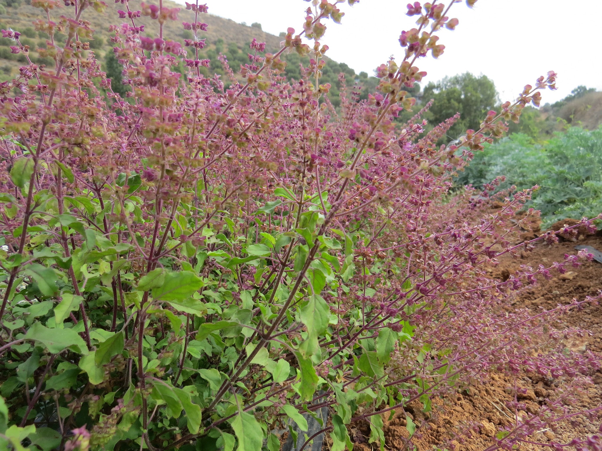 Tulsi Rama Holy Basil Ocimum Sanctum Botano