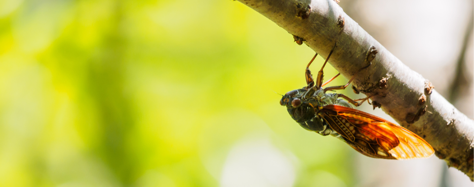 Everything You Need To Know About Cicadas Bower And Branch