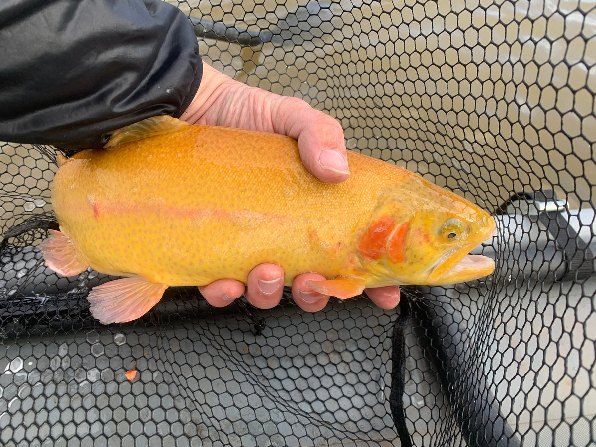 West Virginia Man Catches State Record Golden Rainbow Trout The