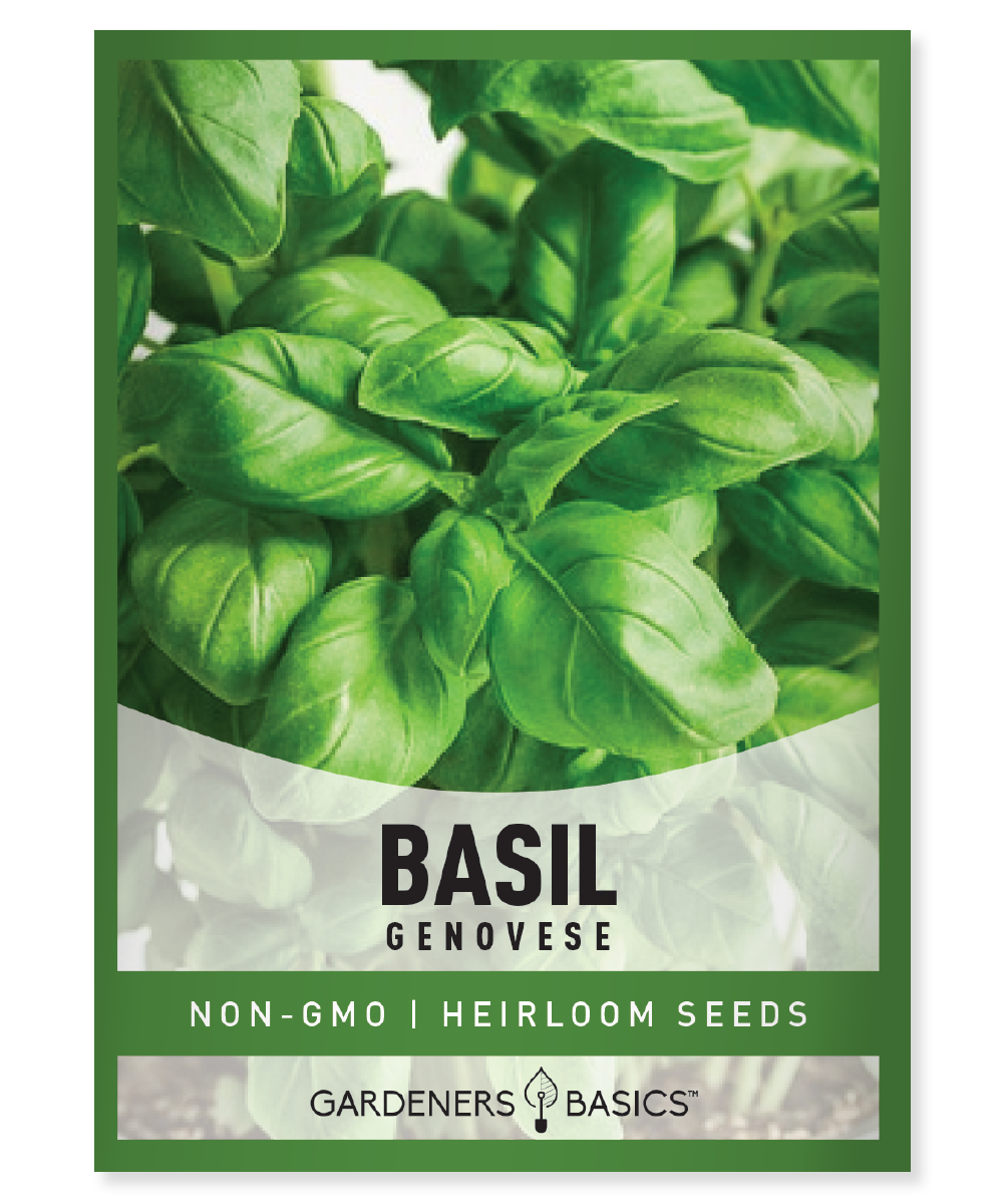 Genovese Basil Seeds Gardeners Basics