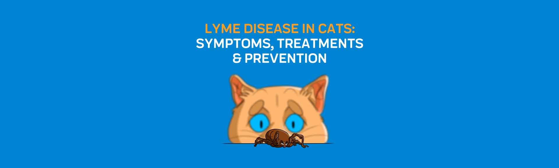 Lyme Disease In Cats Symptoms Treatments And Prevention Innovet Pet