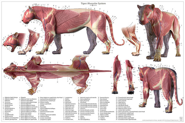 Tiger Anatomy Chart Juns Anatomy