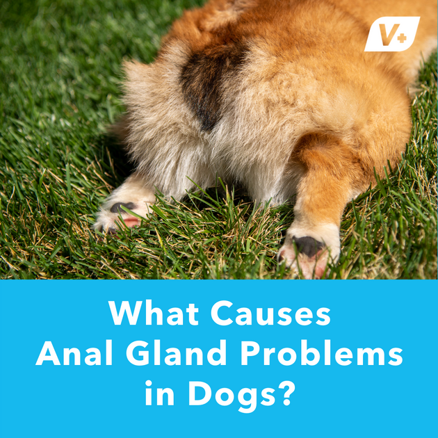 Causes Of Anal Gland Problems In Dogs Glandex