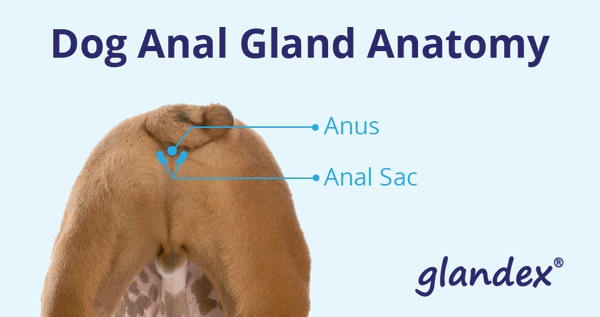 Benefits Of Glandex For Dog Anal Gland Problems