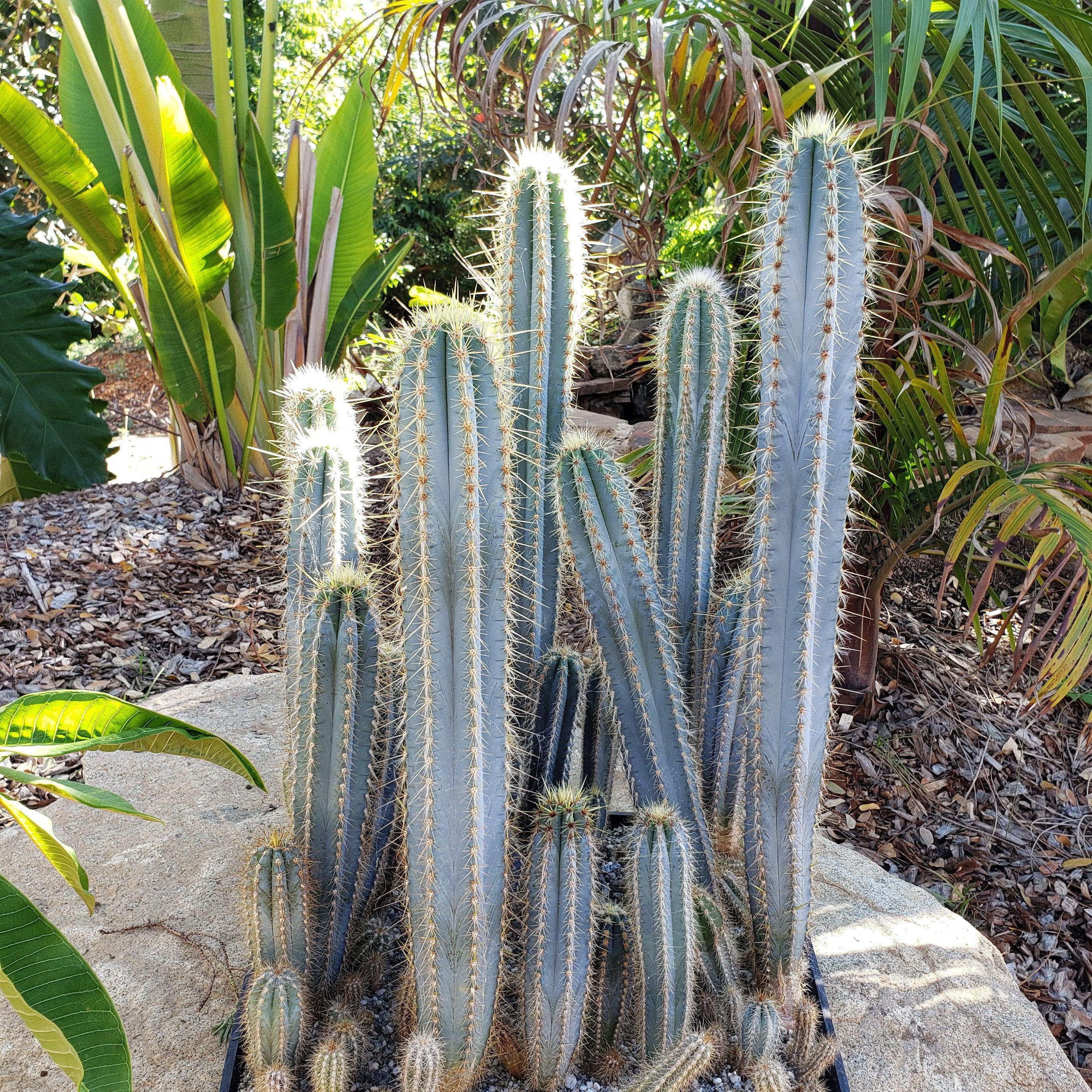 Blue Torch Cactus Pilosocereus Pachycladus Shop Online At Planet Desert