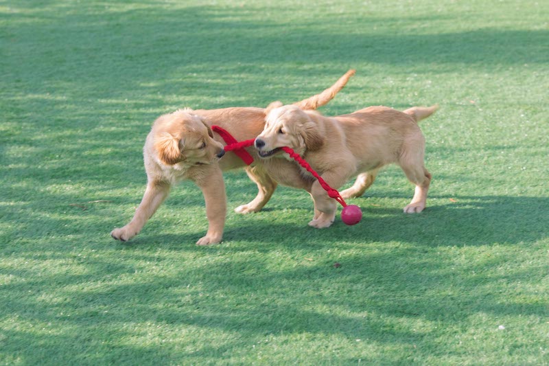 The Importance Of Socializing Your Dog Tips And Strategies