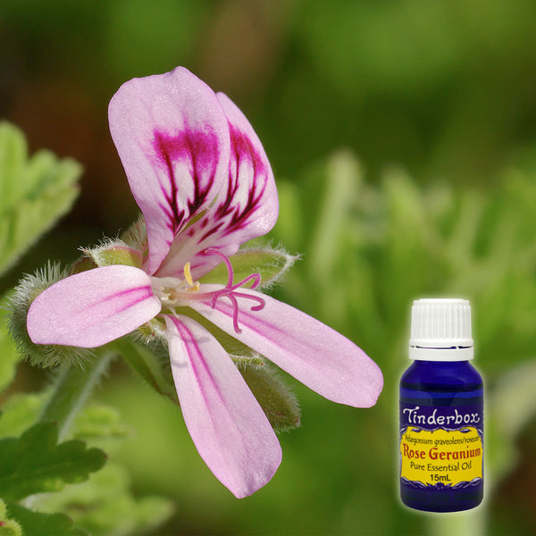 Rose Geranium Essential Oil Tinderbox