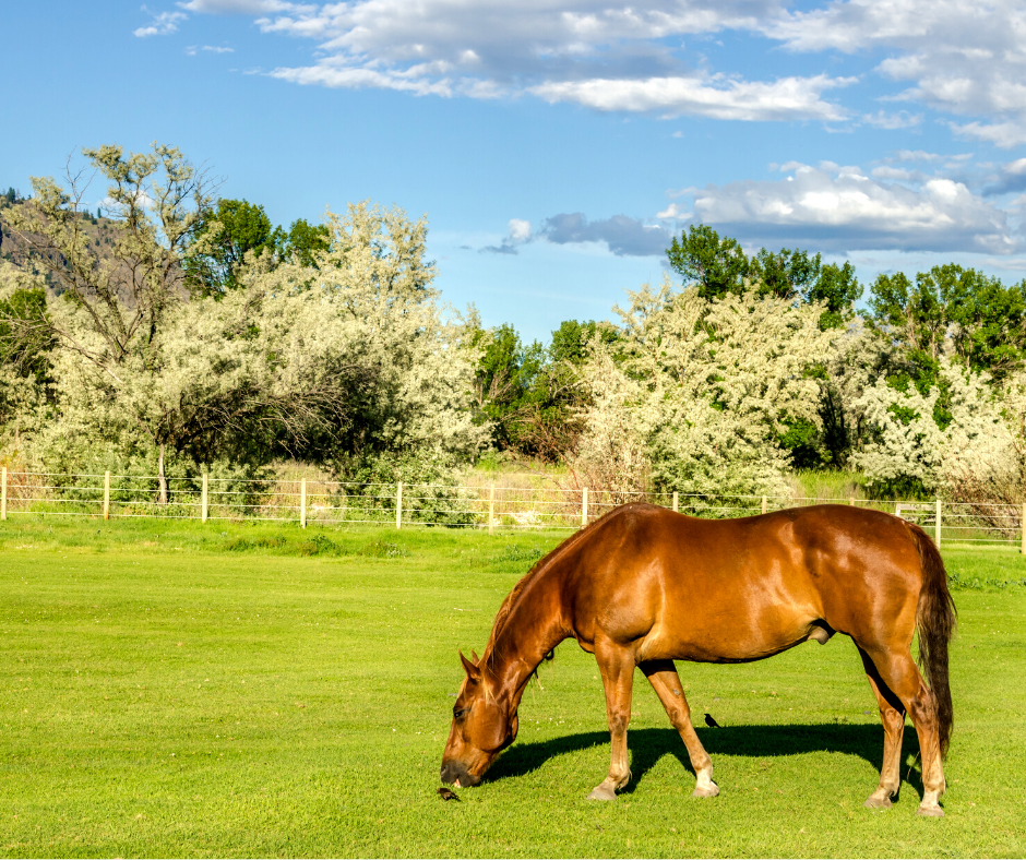 Pasture Management 101