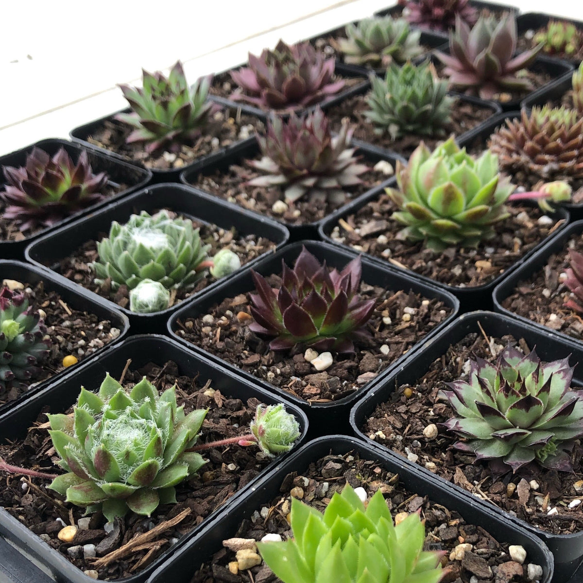 A Sempervivum Collection Set Succulents Australia