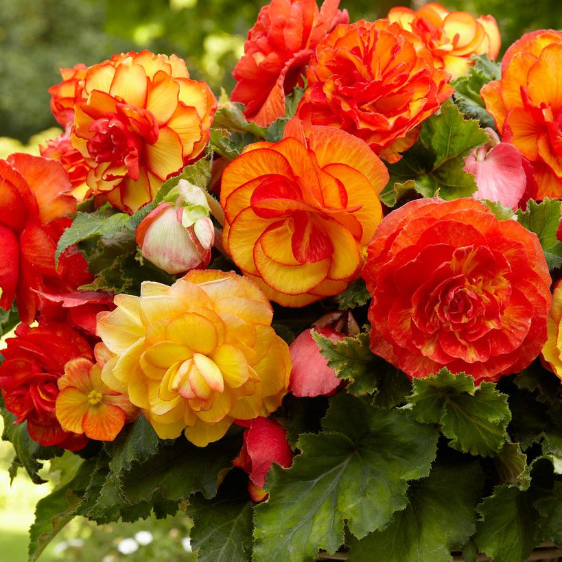 Begonia Tubers And Bulbs — Buy Tuberous Begonias Online At Farmer Gracy Uk