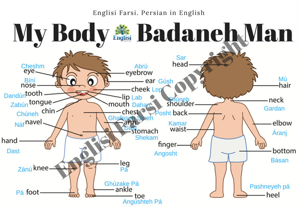 Persian Body Parts Persian Bedtime Routine And Days Of The Week