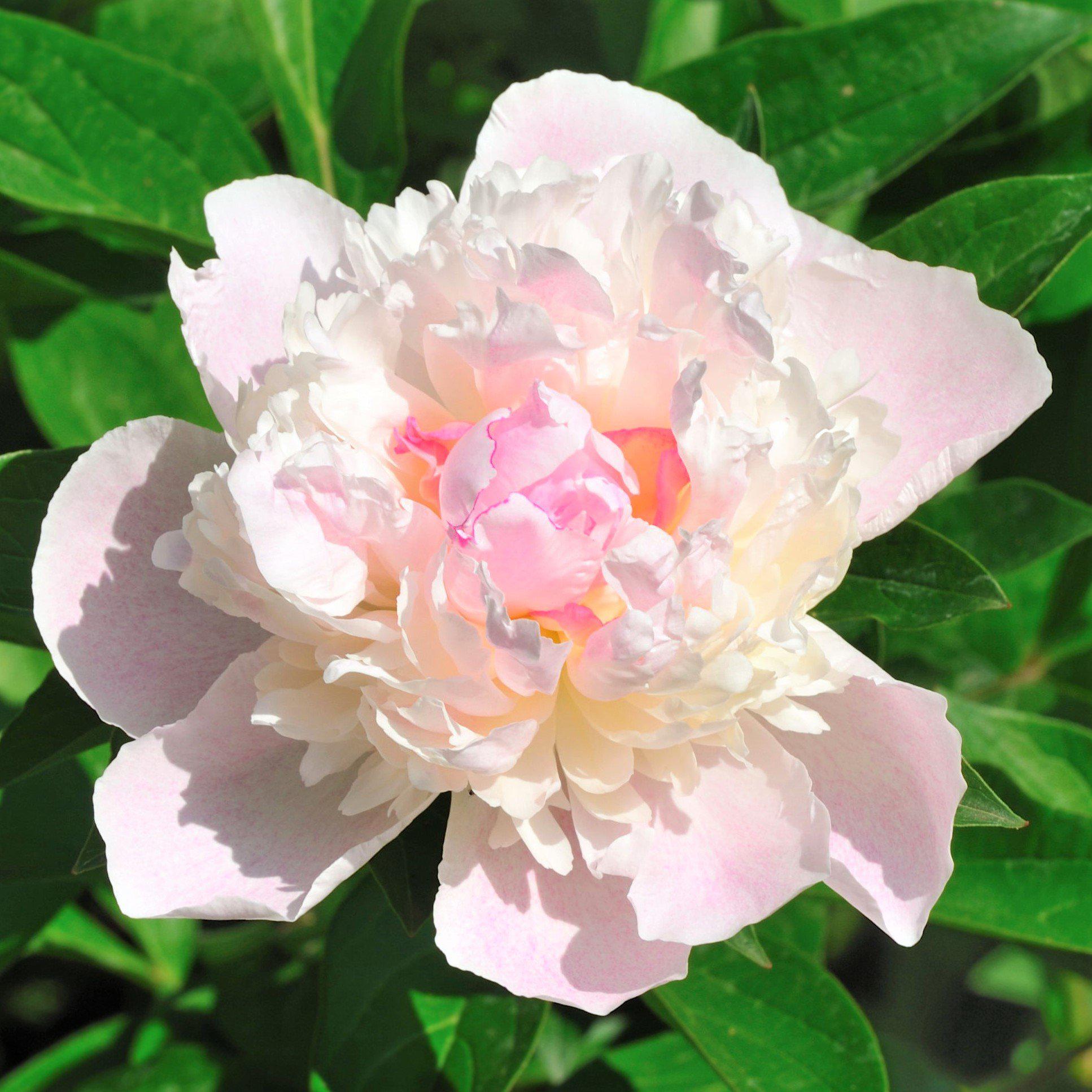 Pale Pink Peony Bulbs For Sale Shirley Temple Fragrant Easy To