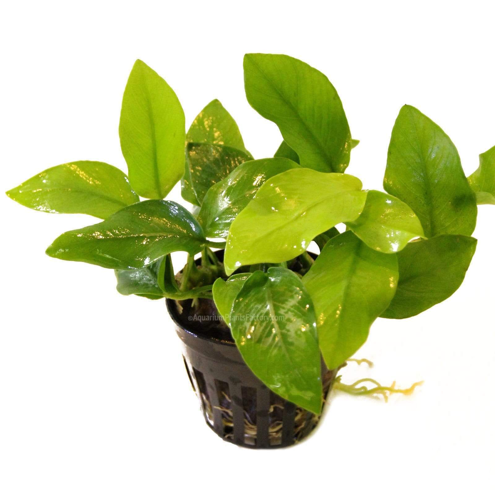 Anubias Golden Nana Apf Aquarium Plants Factory®