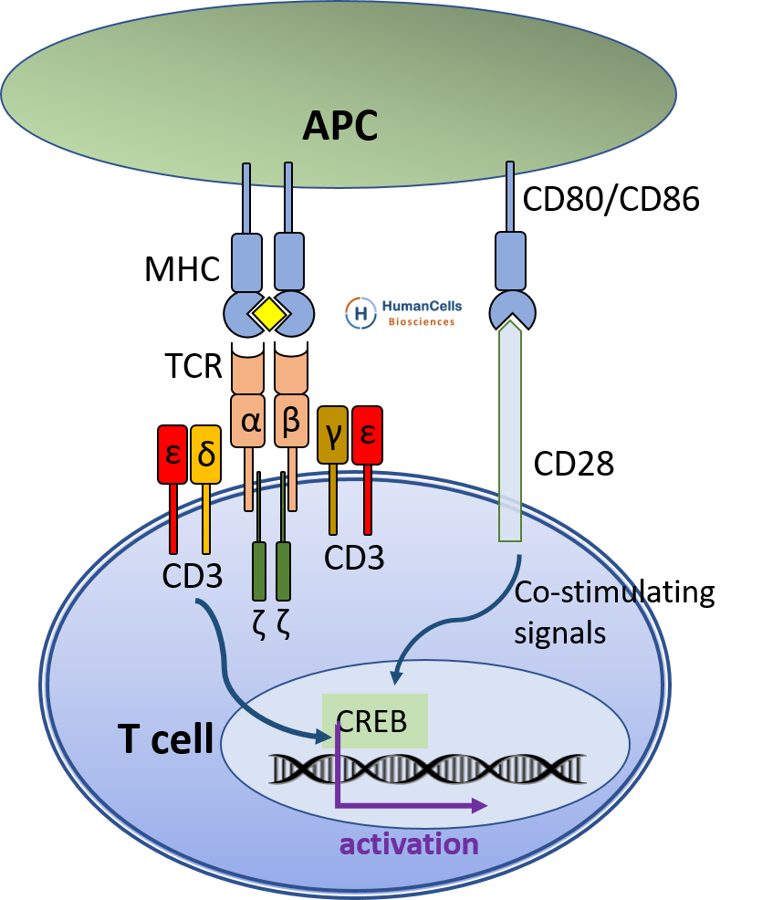 Human Cord Blood Cd3 T Cells Pure And Viable