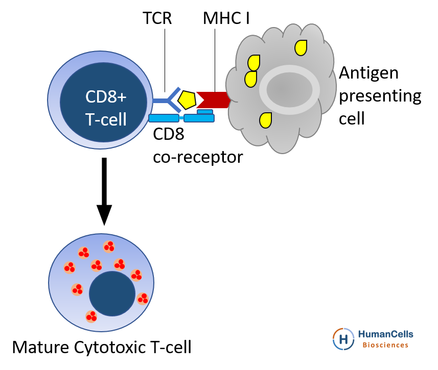 Buy Human Cord Blood Cd8 Cytotoxic T Cells