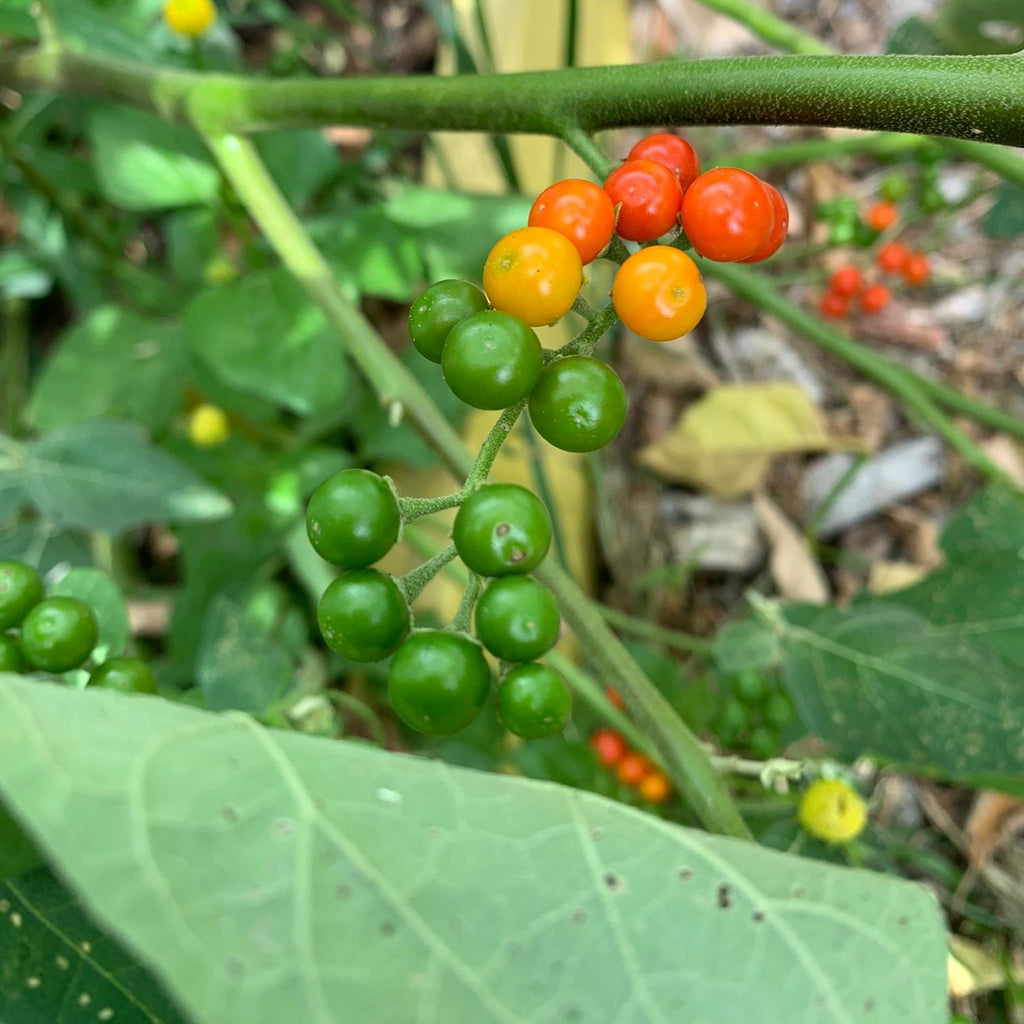 Dark Pea Eggplant Ta Kaw Ka Tha Truelove Seeds