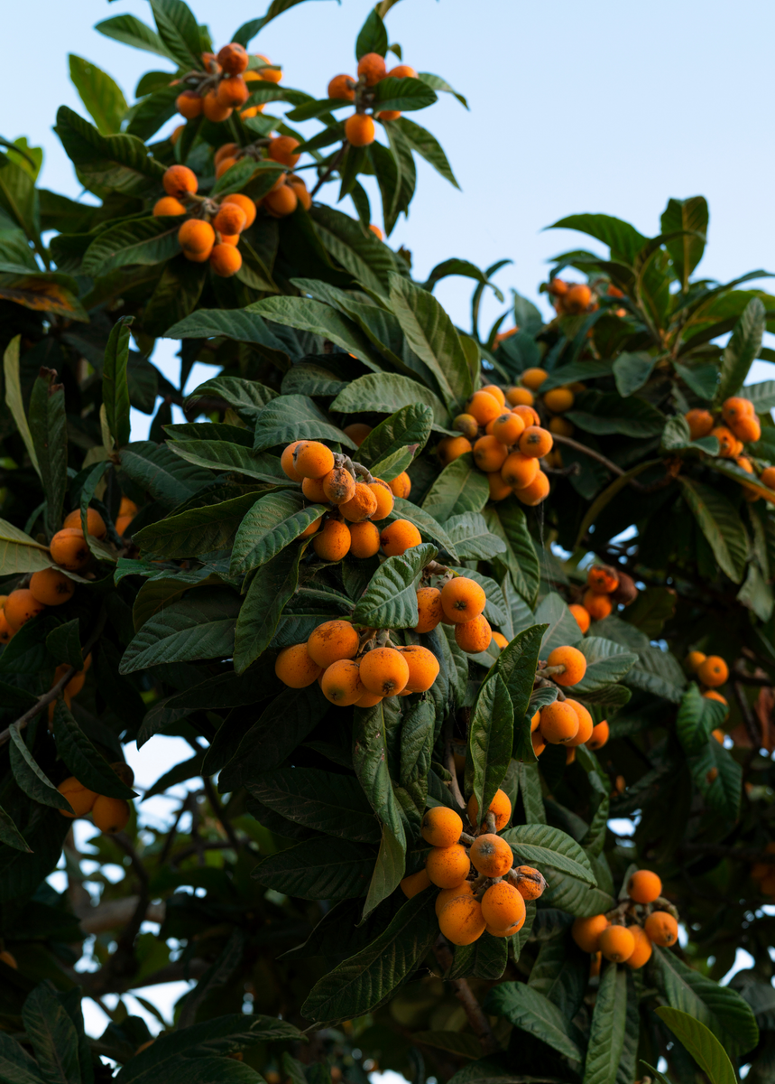 Champagne Loquat Fruit Tree Eriobotrya Japonica Sow Exotic