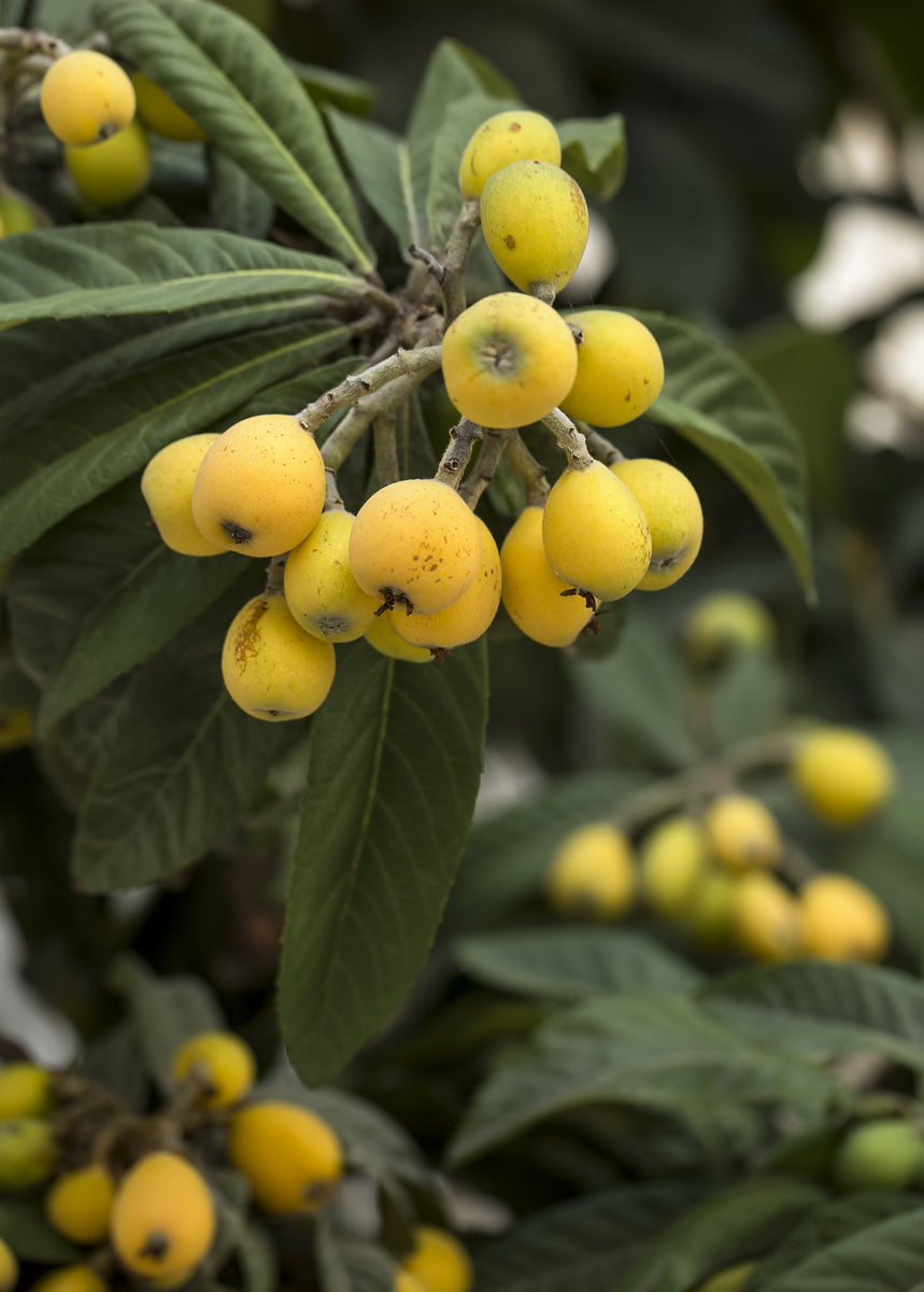 Champagne Loquat Fruit Tree Eriobotrya Japonica Sow Exotic