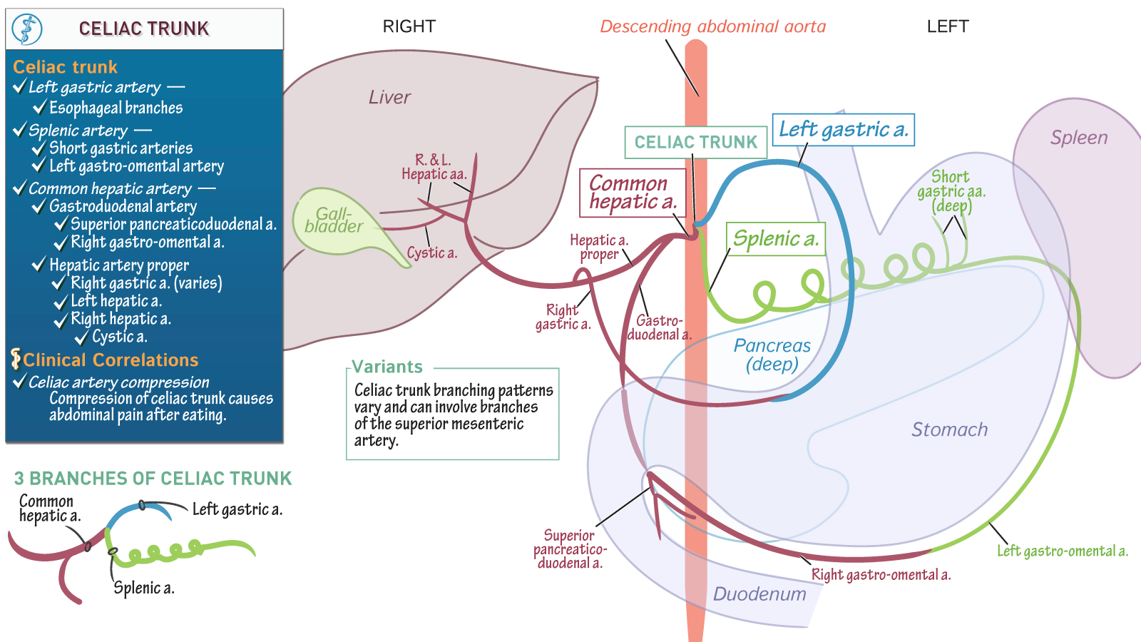 Celiac Trunk Anatomy Anatomical Charts And Posters