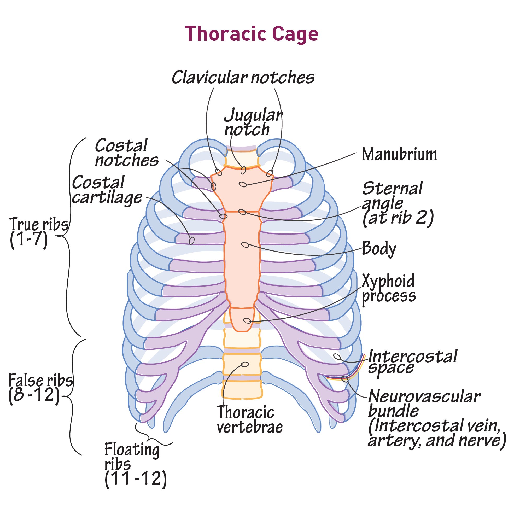 Human Anatomy Ribs Pictures How Many Ribs Do Humans Have Bodytomy