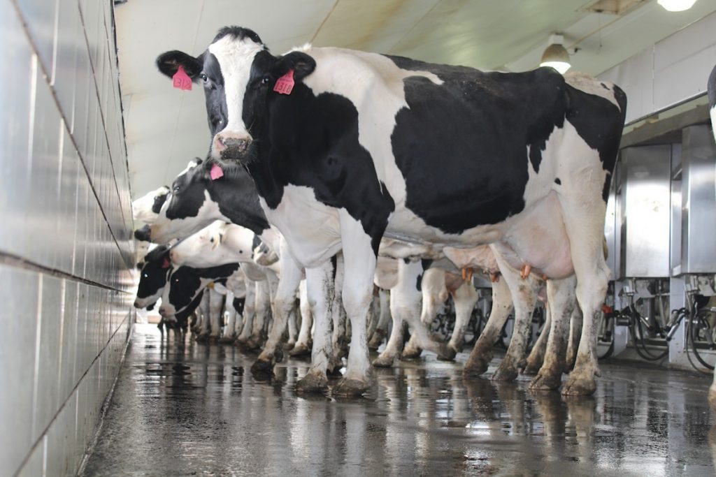 Quality Assurance Is Important To The Dairy Industry Farm And Dairy