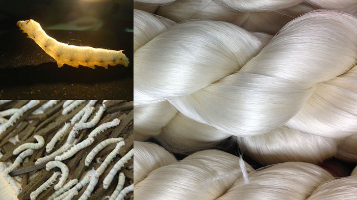 Genetically Altered Silk Worms Produce Fabric Nearly As Tough As Kevlar