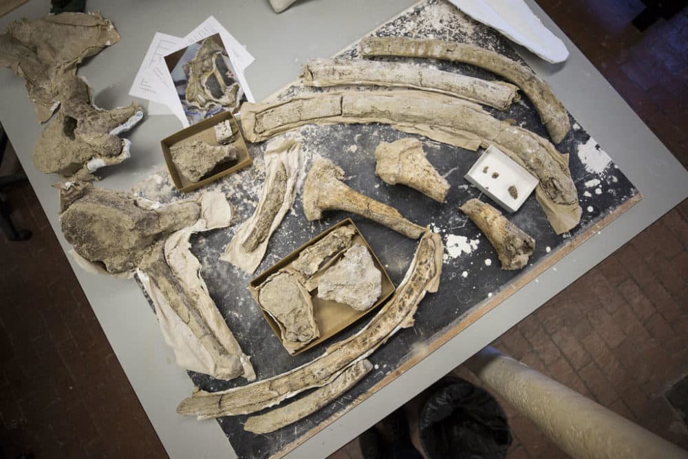 In Austin Texas A Hidden Trove Of Fossils Is Rediscovered Here And Now