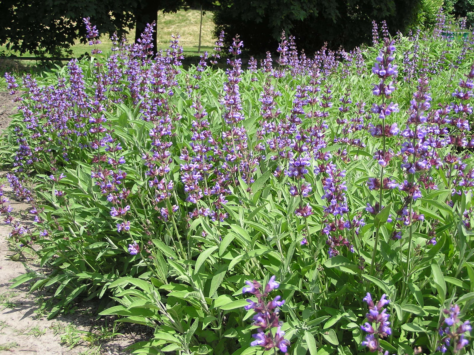 Salvia Officinalis Subsp Officinalis Plants Of The World Online