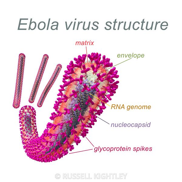 Russell Kightley Scientific Illustrator And Animator Ebola Virus