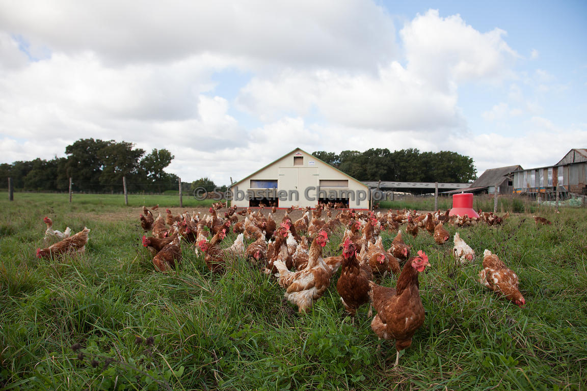 Photographie Elevage De Poules Pondeuses Fermieres Elevees En Plein Air