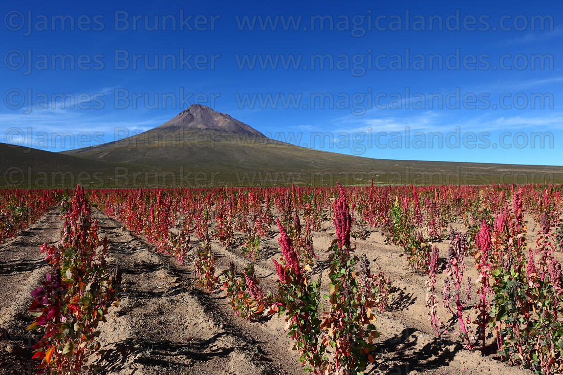 Magical Andes Photography Field Of Red Quinoa Plants Chenopodium