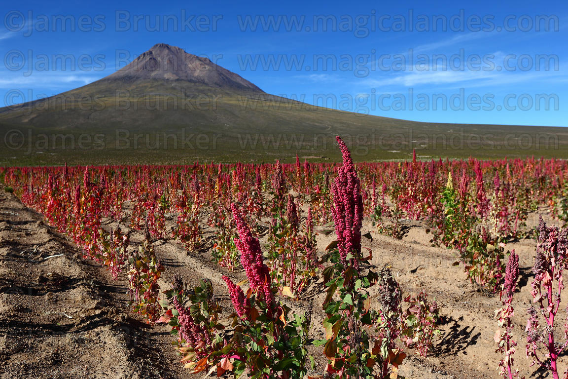 Magical Andes Photography Field Of Red Quinoa Plants Chenopodium