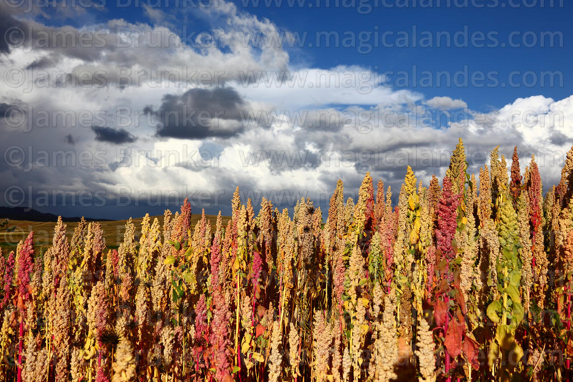 Magical Andes Photography Field Of Quinoa Plants Chenopodium Quinoa