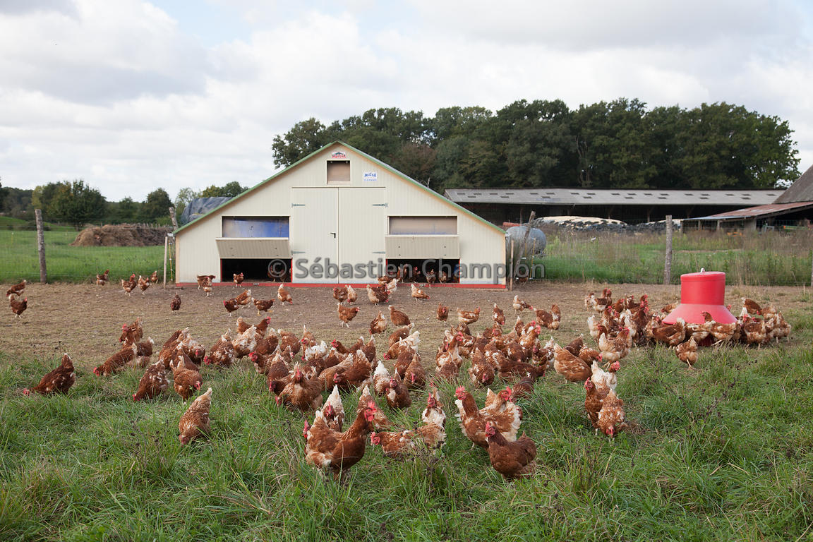 Photographie Elevage De Poules Pondeuses Fermieres Elevees En Plein Air