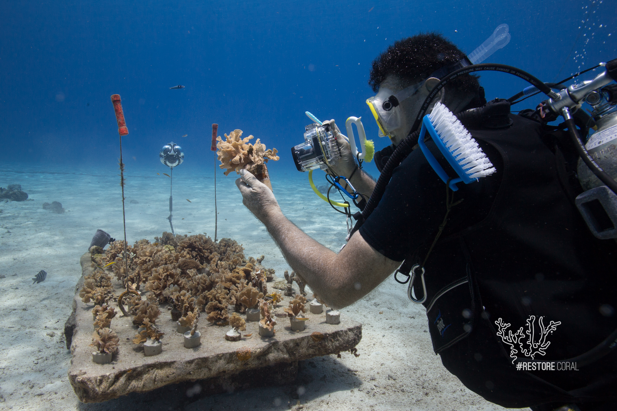 Restauración Arrecifal Restore Coral