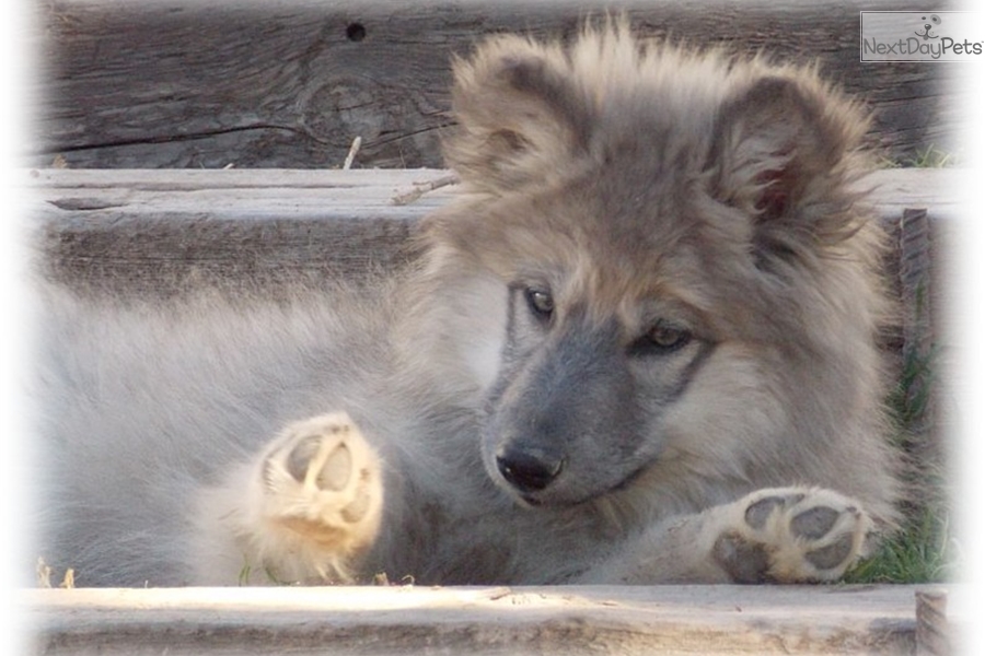 Giants Wolf Hybrid Puppy For Sale Near Las Vegas Nevada 5bd606d2 Cfd1