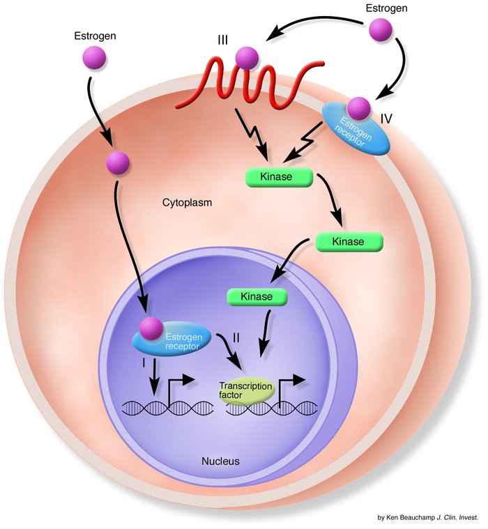 Jci A New Hypothesis For How Sex Steroid Hormones Regulate Bone Mass