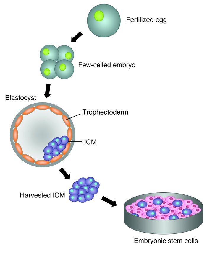 Jci Embryonic Death And The Creation Of Human Embryonic Stem Cells