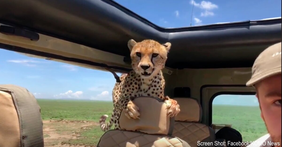 Cheetah Leaps Into Jeep During African Safari And Its Captured On