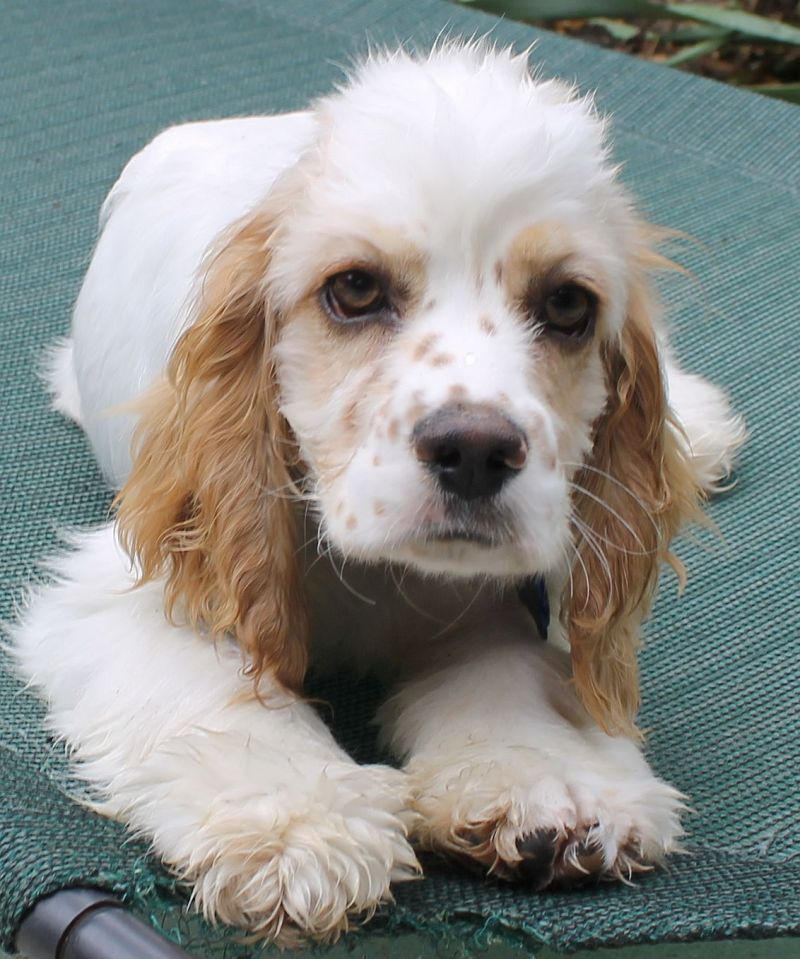 Meet Savannah A Petfinder Adoptable Cocker Spaniel Dog Sherman Oaks Ca