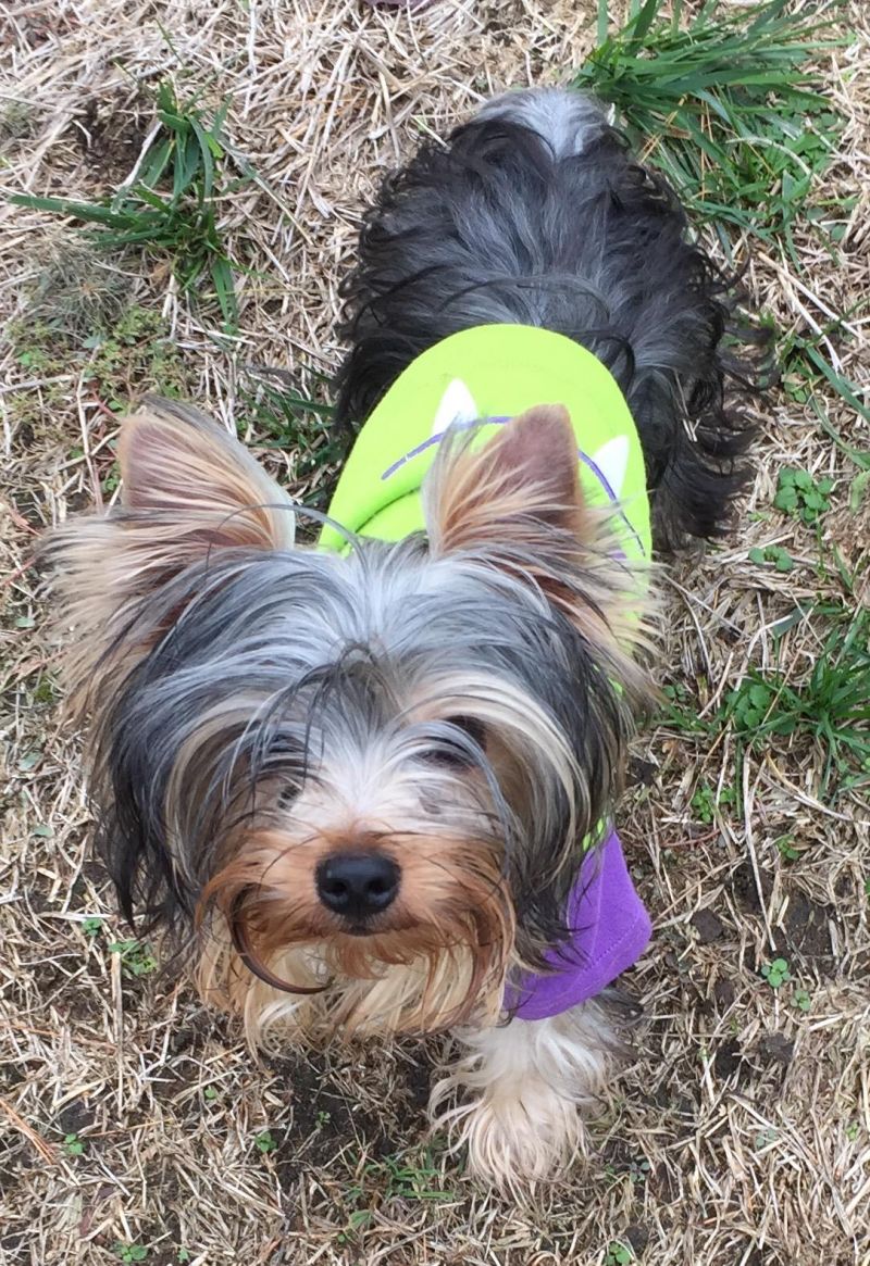 Meet Rio A Petfinder Adoptable Yorkshire Terrier Yorkie Dog Taunton Ma